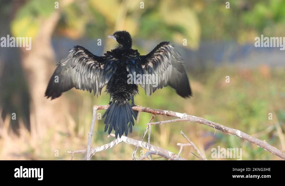Coastal area bird Stock Videos & Footage - HD and 4K Video Clips - Alamy