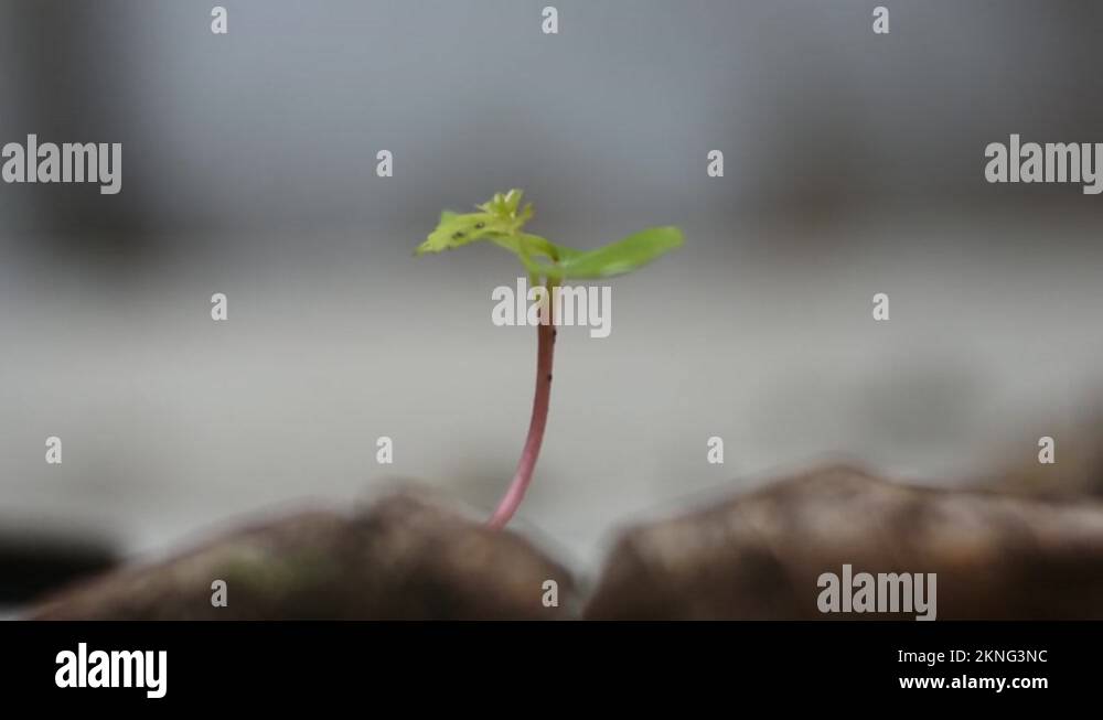 Seed shoots Stock Videos & Footage - HD and 4K Video Clips - Alamy