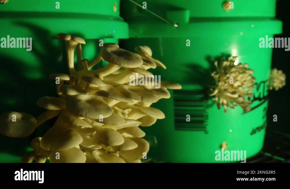Medicinal mycology Stock Videos & Footage - HD and 4K Video Clips - Alamy