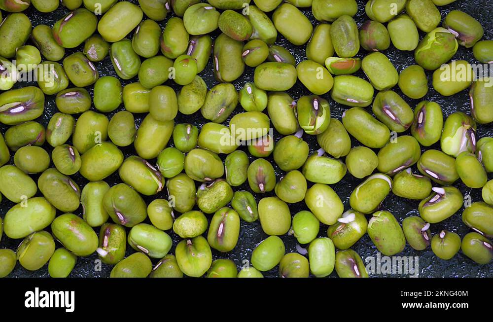 Plants edible seeds Stock Videos & Footage - HD and 4K Video Clips - Alamy