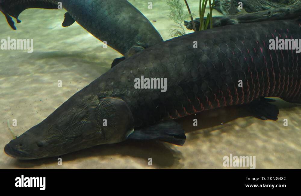 Arapaima aquarium Stock Videos & Footage - HD and 4K Video Clips - Alamy