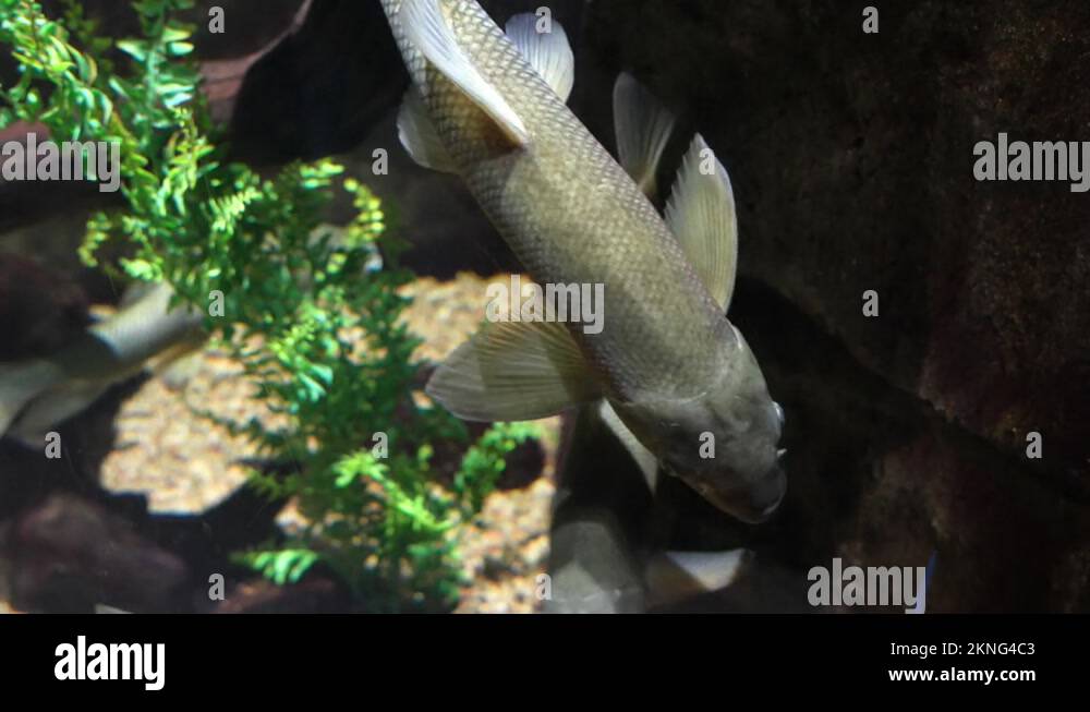 Sucker fish Stock Videos & Footage - HD and 4K Video Clips - Alamy