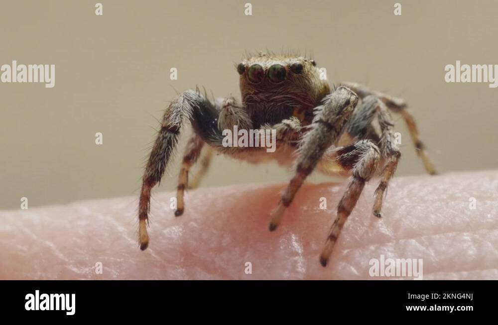 Jumping Spider insect, family Salticidae, on the human skin of hand ...