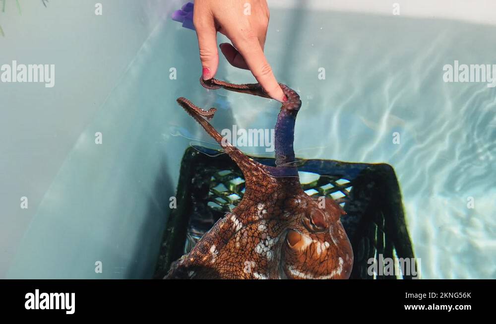 Adorable octopus touches human finger with tentacle in an aquarium ...