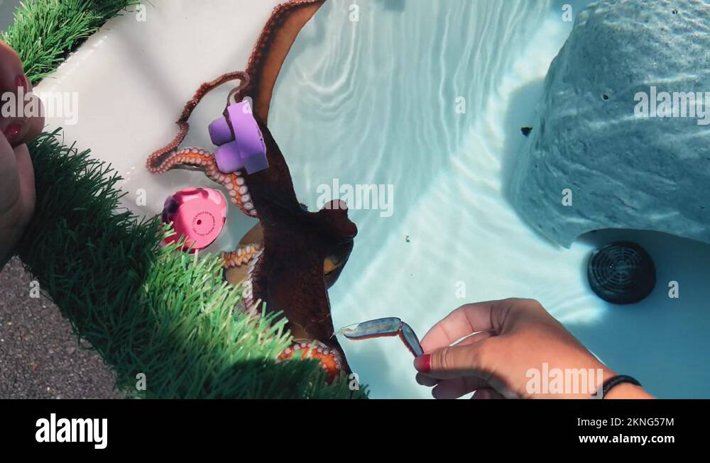 Friendly octopus Stock Videos & Footage - HD and 4K Video Clips - Alamy