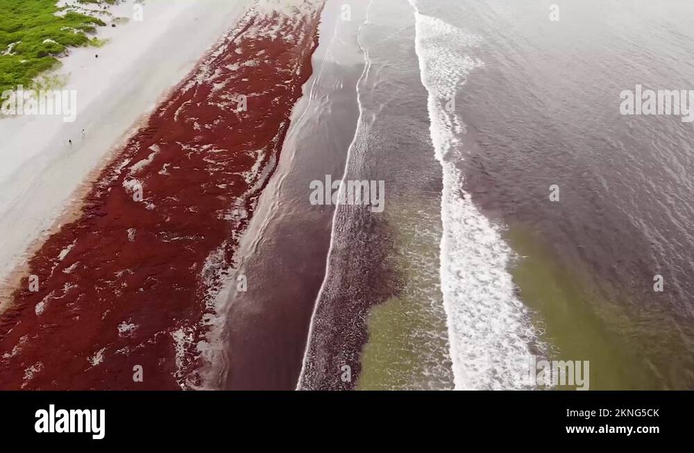 Red tide algae river Stock Videos & Footage - HD and 4K Video Clips - Alamy