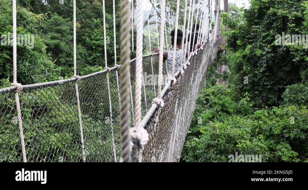 Rope bridge tree Stock Videos & Footage - HD and 4K Video Clips - Alamy