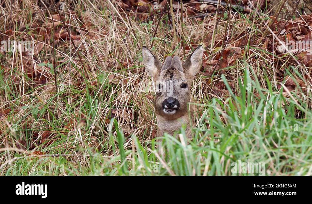 Buck deer head Stock Videos & Footage - HD and 4K Video Clips - Alamy