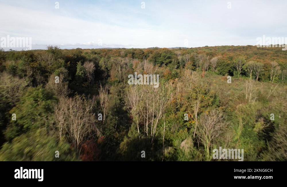 Deciduous trees in uk Stock Videos & Footage - HD and 4K Video Clips ...