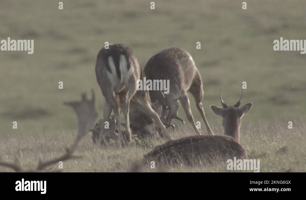 Mammals of denmark Stock Videos & Footage - HD and 4K Video Clips - Alamy