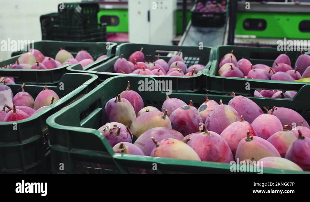 Stacks of fruit boxes Stock Videos & Footage - HD and 4K Video Clips ...