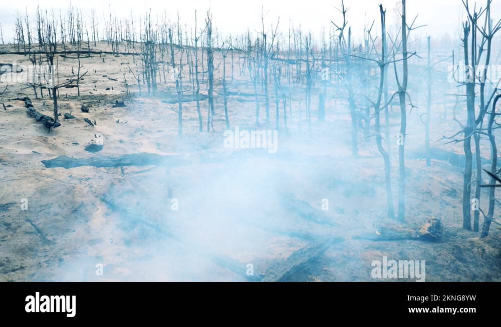 Plants destroyed by fire Stock Videos & Footage - HD and 4K Video Clips ...