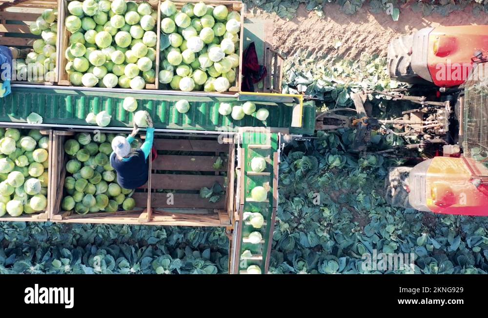 Tractor with a conveyor and farmers sorting cabbage on it Stock Video ...