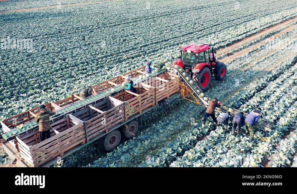 Farmers are using conveyor to load cabbage into a tractor Stock Video ...