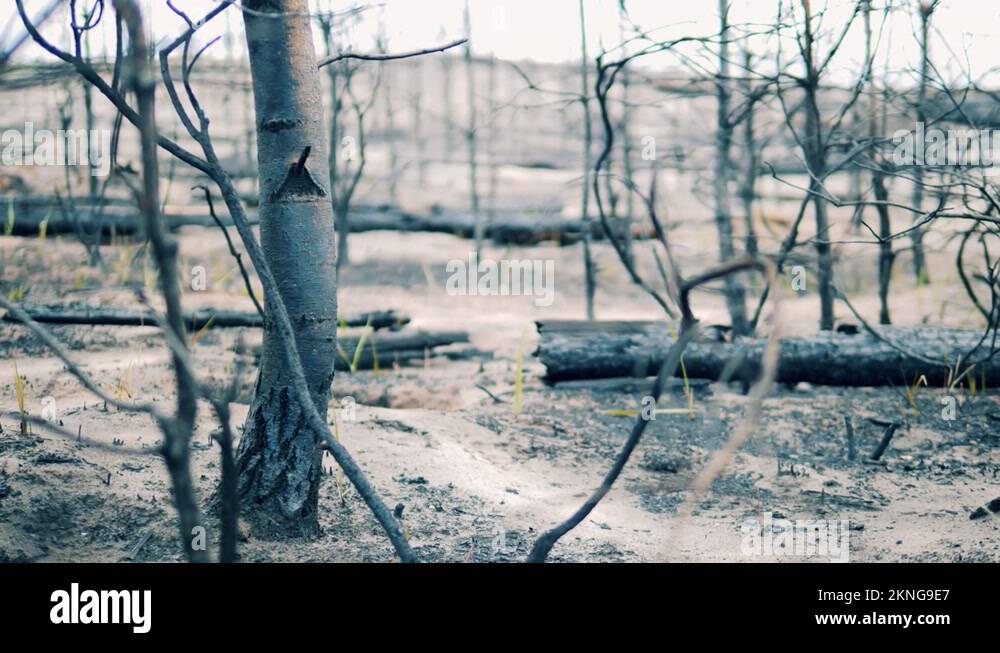 Burnt forest ashes Stock Videos & Footage - HD and 4K Video Clips - Alamy