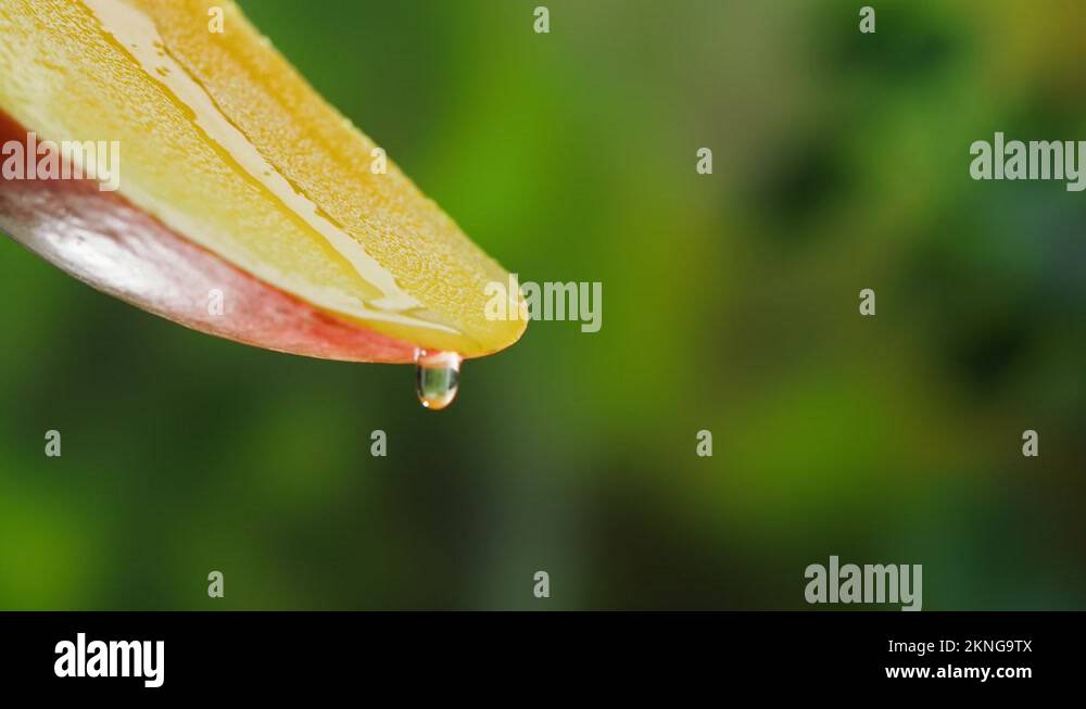 Drop falling from ripe mango slice on nature background. Squeezing ...