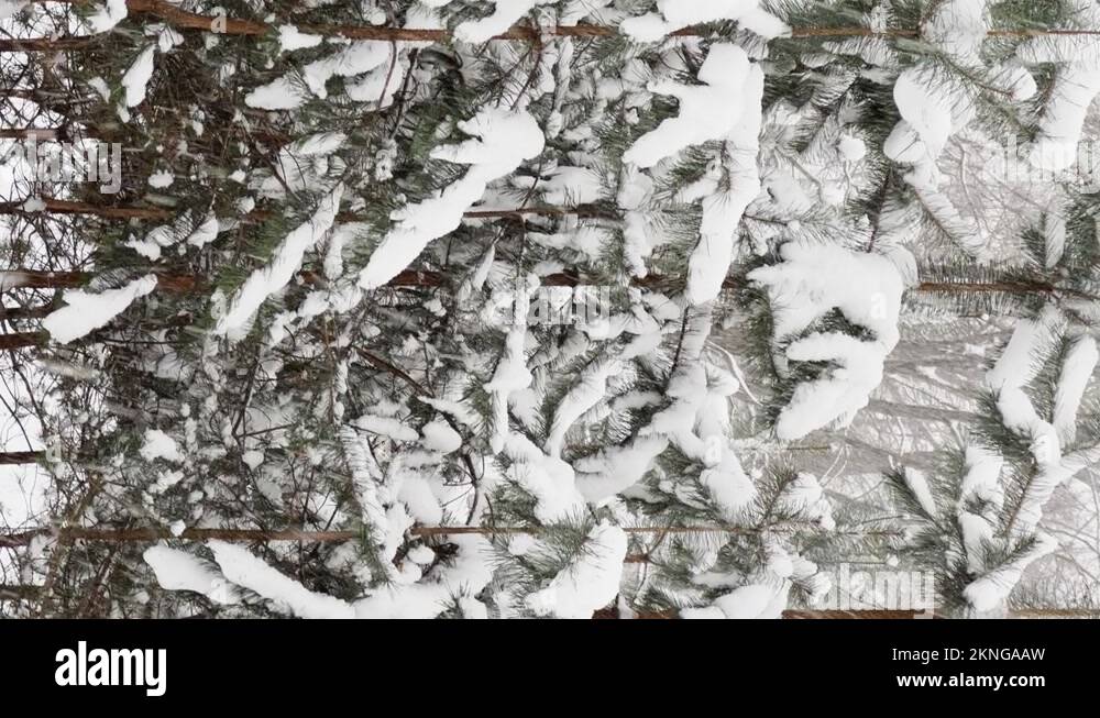 Heavy snowfall in a wild park, large flakes of snow are slowly falling ...