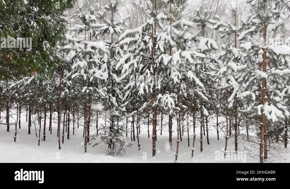 Heavy snowfall in a wild park, large flakes of snow are slowly falling ...