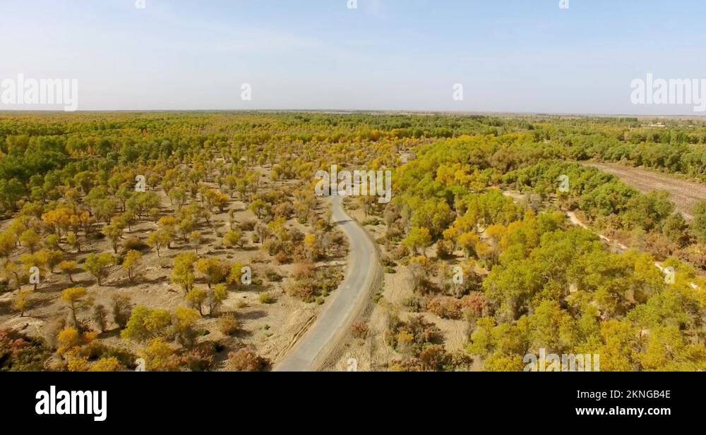 Populus forest Stock Videos & Footage - HD and 4K Video Clips - Alamy