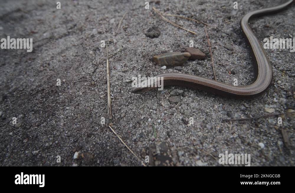 Deaf adder Stock Videos & Footage - HD and 4K Video Clips - Alamy
