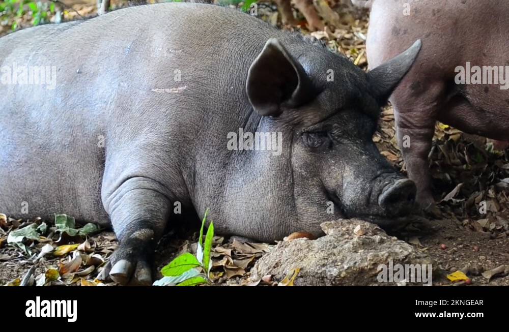 Large gray sow relaxing peacefully on the ground of a dry coastal ...