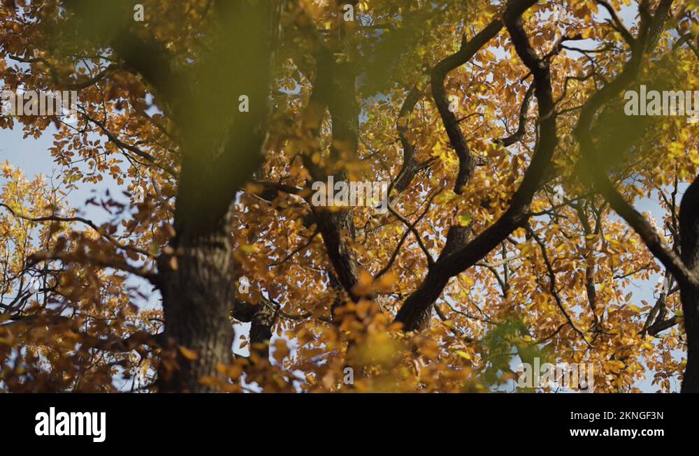 Closeup view elm tree Stock Videos & Footage - HD and 4K Video Clips ...