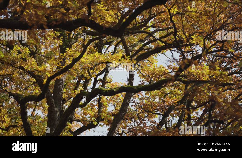 Looking up through the entangled branches of the crowns of the elm tree ...