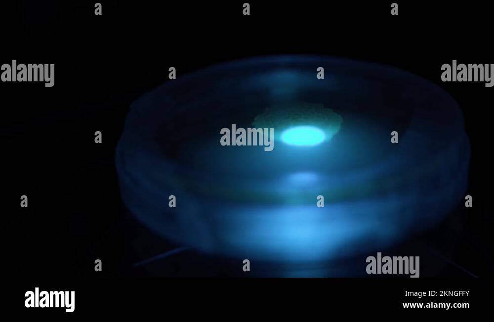 Light microscope fungus Stock Videos & Footage - HD and 4K Video Clips ...