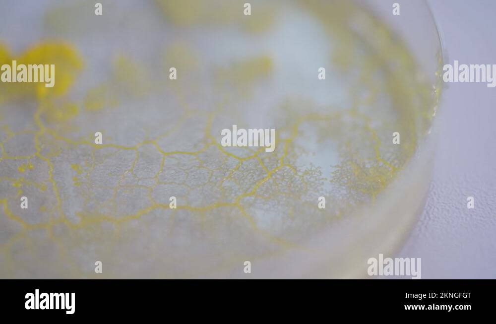 Fungus laboratory Stock Videos & Footage - HD and 4K Video Clips - Alamy