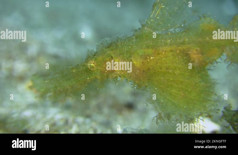 Yellow snout Stock Videos & Footage - HD and 4K Video Clips - Alamy