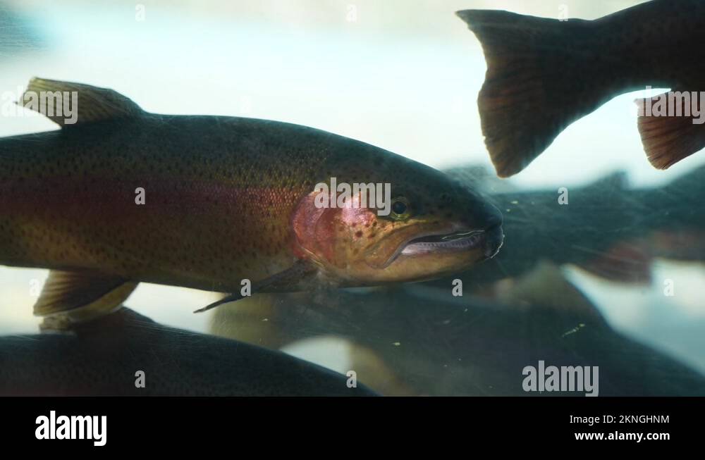 Freshwater current Stock Videos & Footage - HD and 4K Video Clips - Alamy