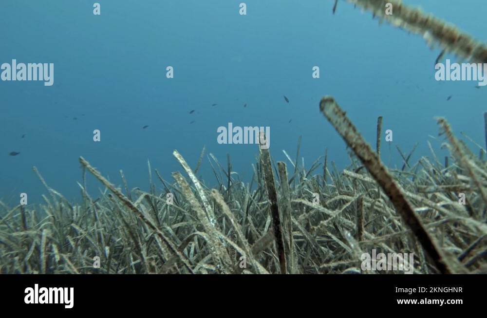 Seagrass bed Stock Videos & Footage - HD and 4K Video Clips - Alamy