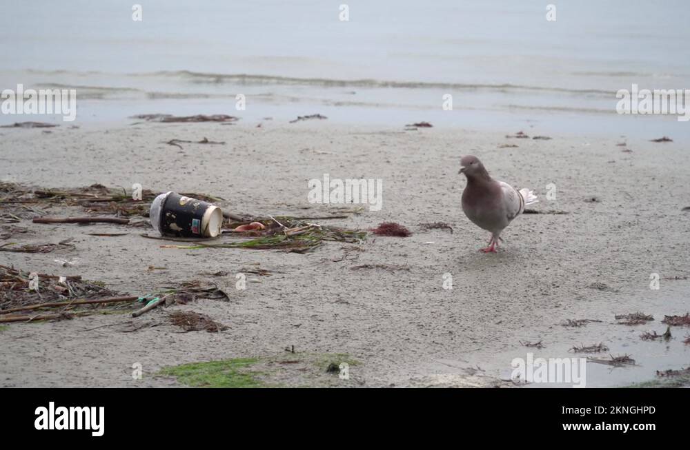 Plastic pigeons Stock Videos & Footage - HD and 4K Video Clips - Alamy