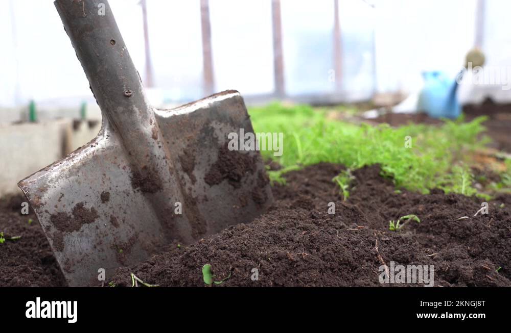 Dig up plants Stock Videos & Footage - HD and 4K Video Clips - Alamy