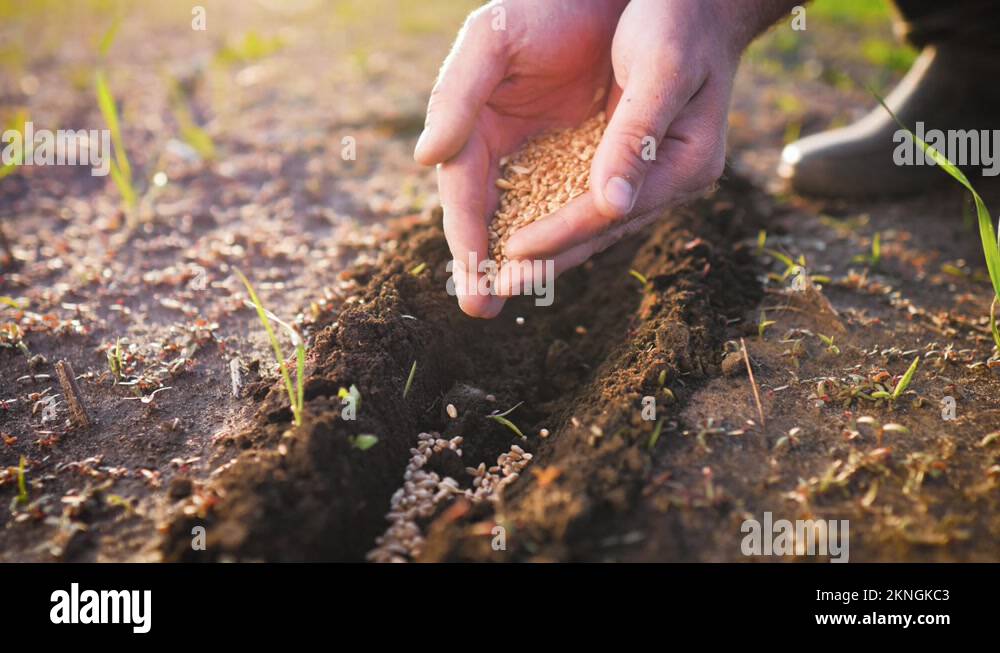 Farmer sowing seeds by hand Stock Videos & Footage - HD and 4K Video ...