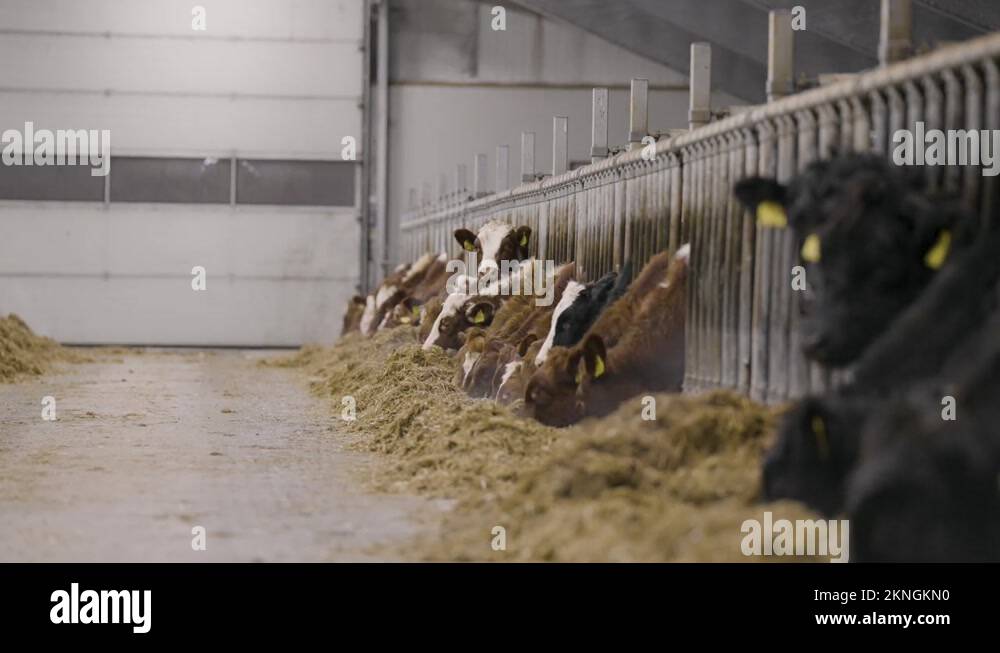 Feeding pens Stock Videos & Footage - HD and 4K Video Clips - Alamy