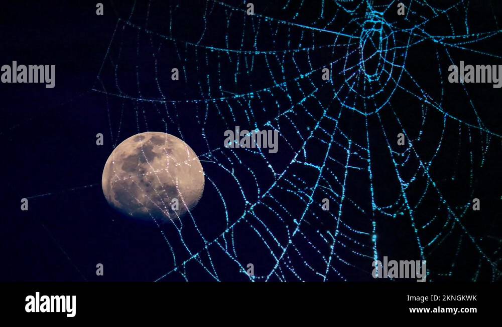 Silhouette spider night sky Stock Videos & Footage - HD and 4K Video ...