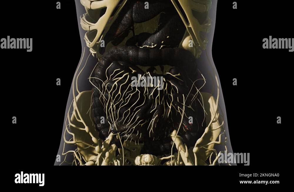 Detailed anatomy Stock Videos & Footage - HD and 4K Video Clips - Alamy