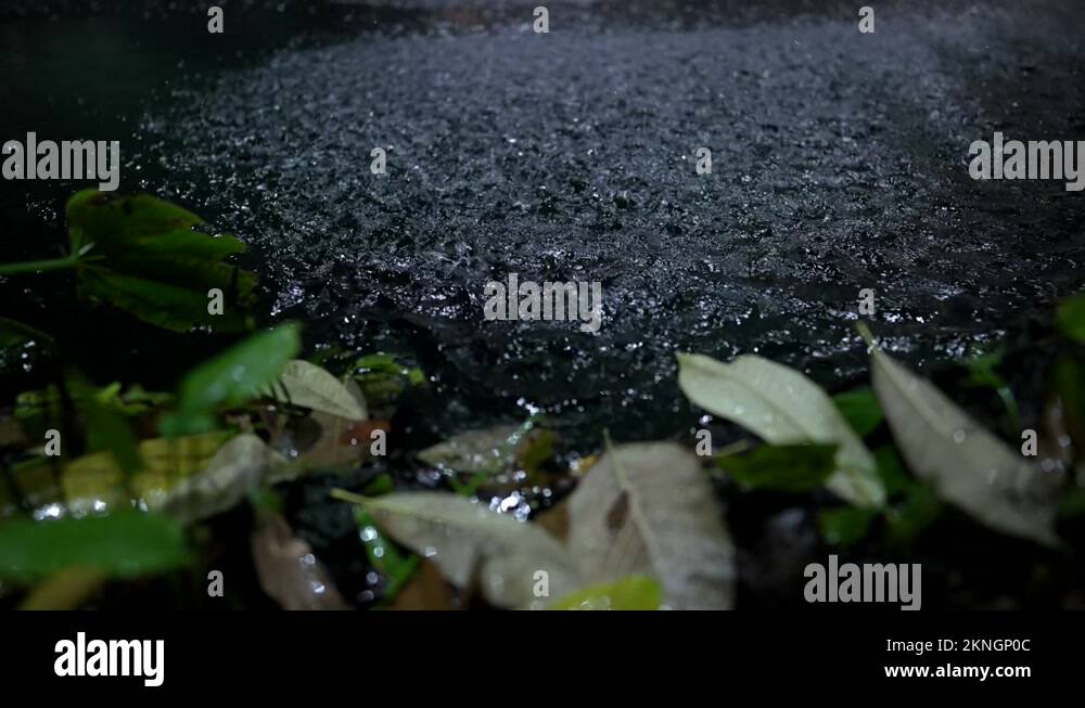 Humid plants Stock Videos & Footage - HD and 4K Video Clips - Alamy