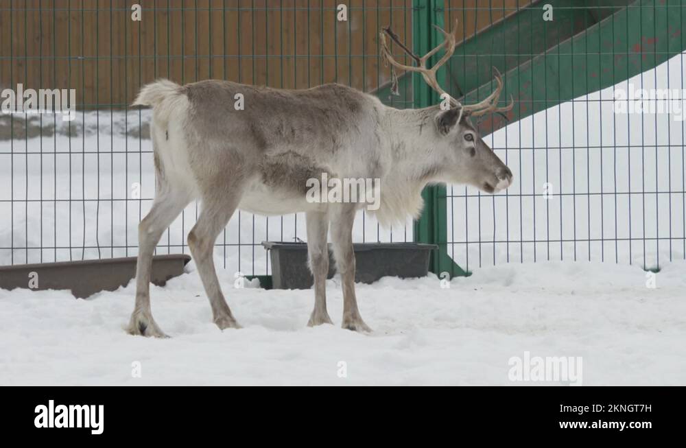 Domesticated reindeer Stock Videos & Footage - HD and 4K Video Clips ...