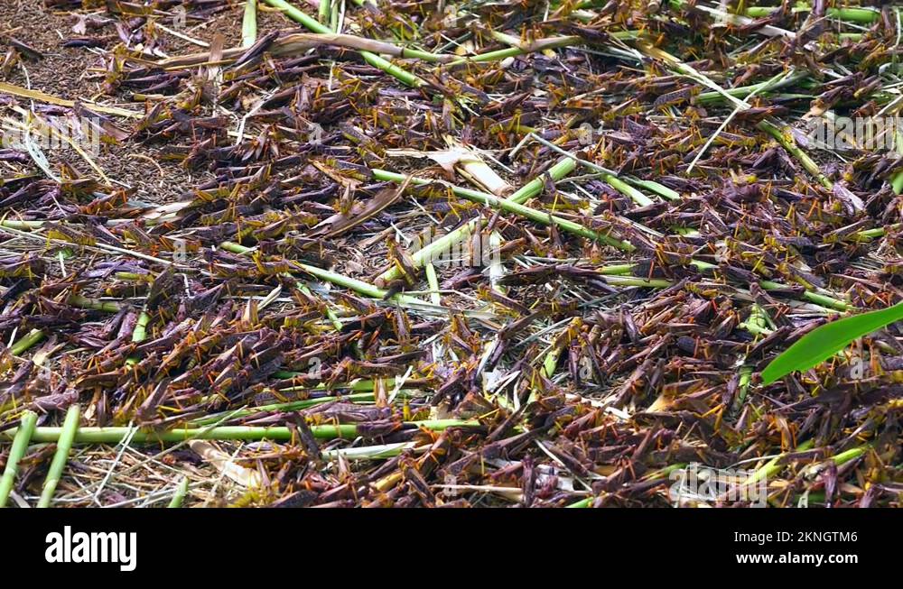 Crops field pest Stock Videos & Footage - HD and 4K Video Clips - Alamy