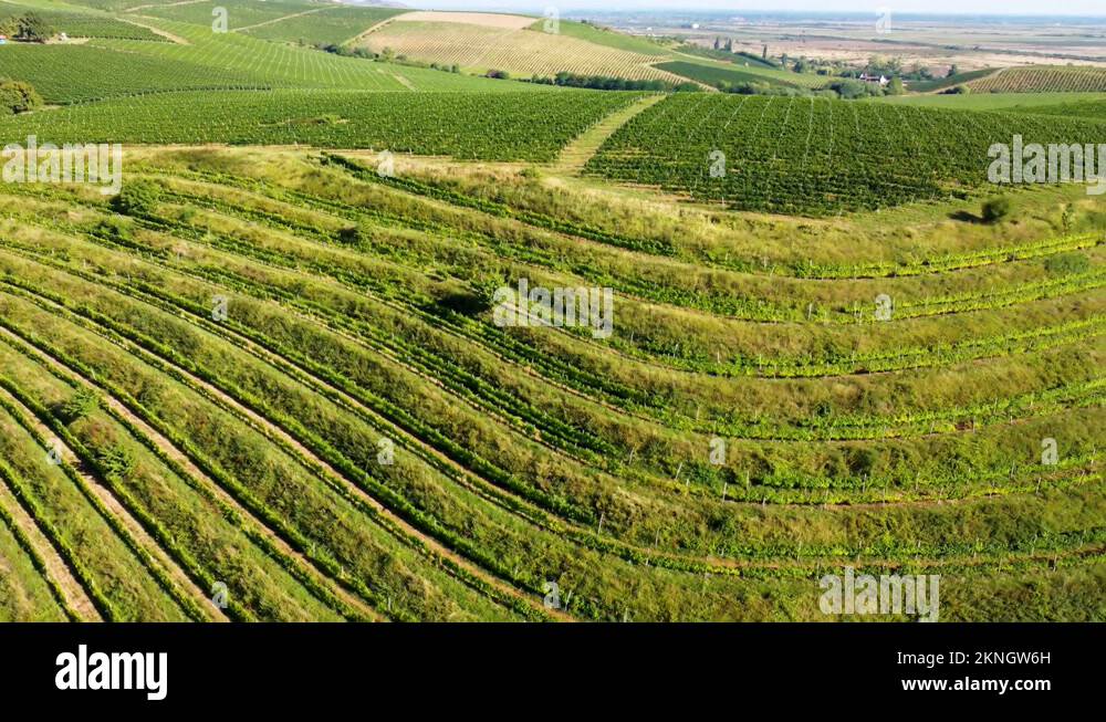 Vine terrace Stock Videos & Footage - HD and 4K Video Clips - Alamy