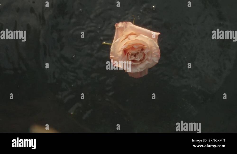 Cinematic zoom of a rose falling into the water of a pool. Slow motion ...