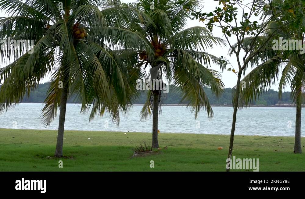 Changi tree Stock Videos & Footage - HD and 4K Video Clips - Alamy