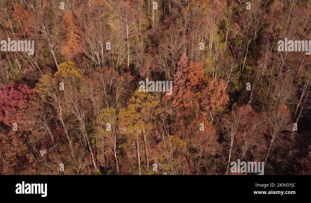 Beautiful top view of the signal Mountain forest at base of cliff at ...