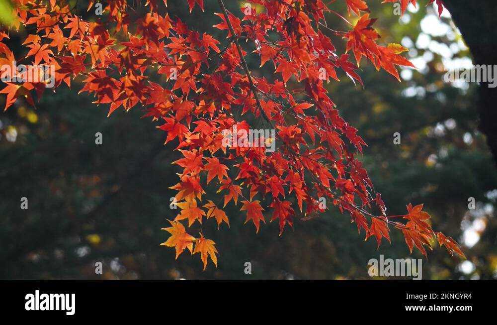 Japanese maple acer palmatum orange Stock Videos & Footage - HD and 4K ...