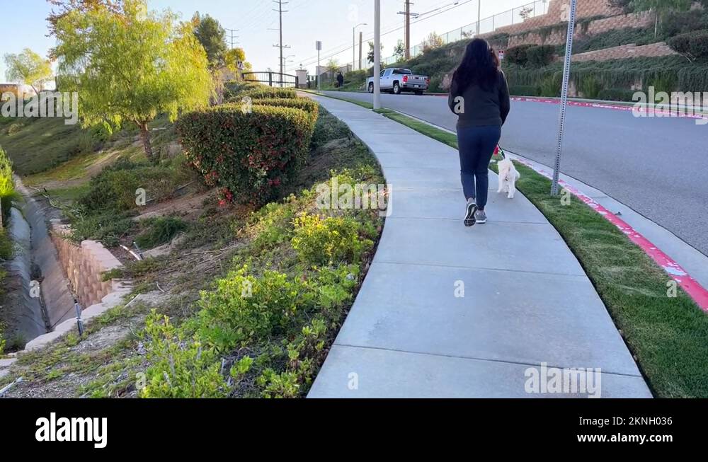 Walking dog along pathway Stock Videos & Footage - HD and 4K Video ...