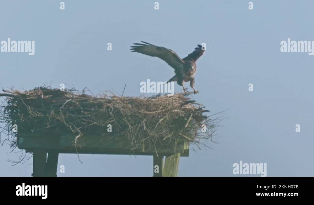 The eagle flies to its cage which is above the house. Golden Eagle with ...