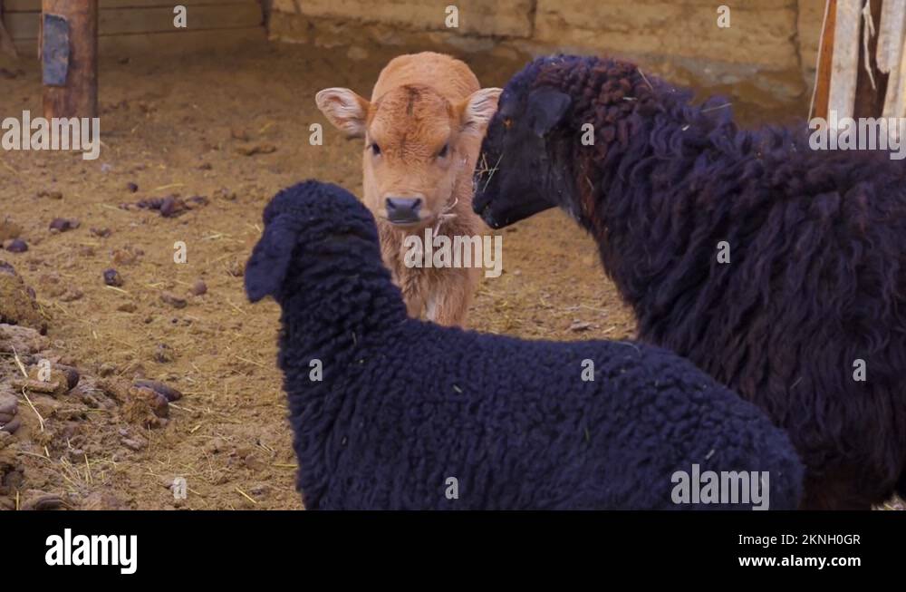 Orange calf and two black sheeps are in the barn and looking around ...