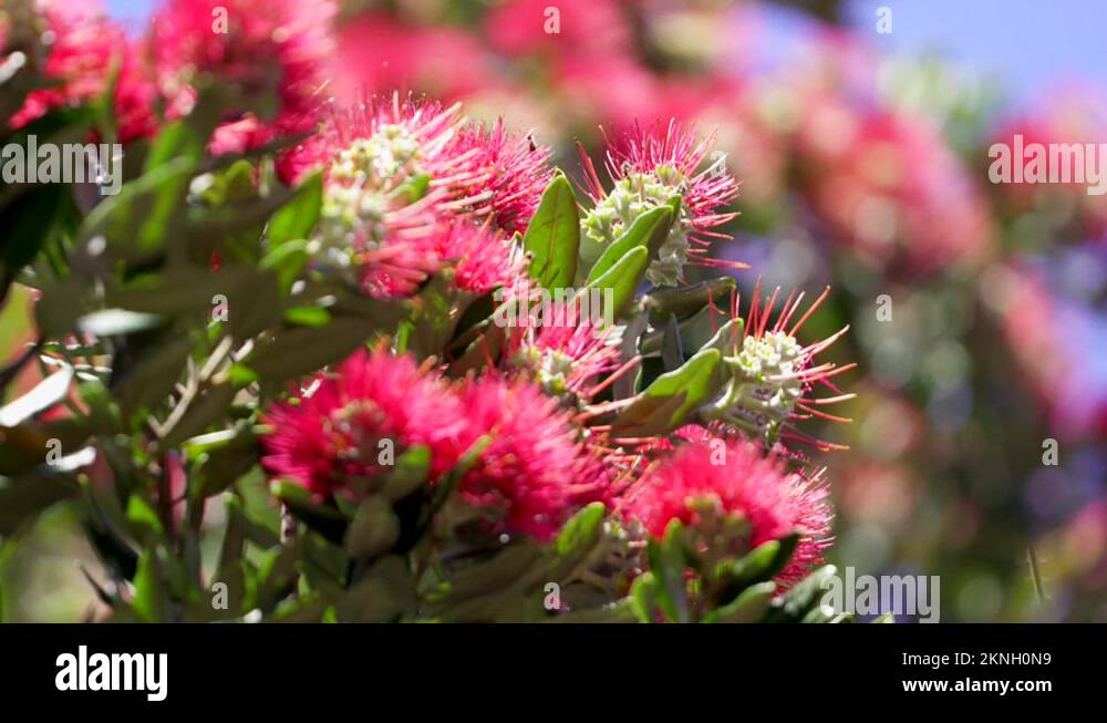Maori blossom Stock Videos & Footage - HD and 4K Video Clips - Alamy